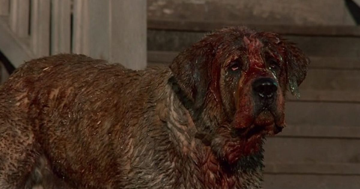 Cujo: Filmovou adaptaci románu od Stephena Kinga by mohl natočit Darren Aronofsky - NerdFix.cz